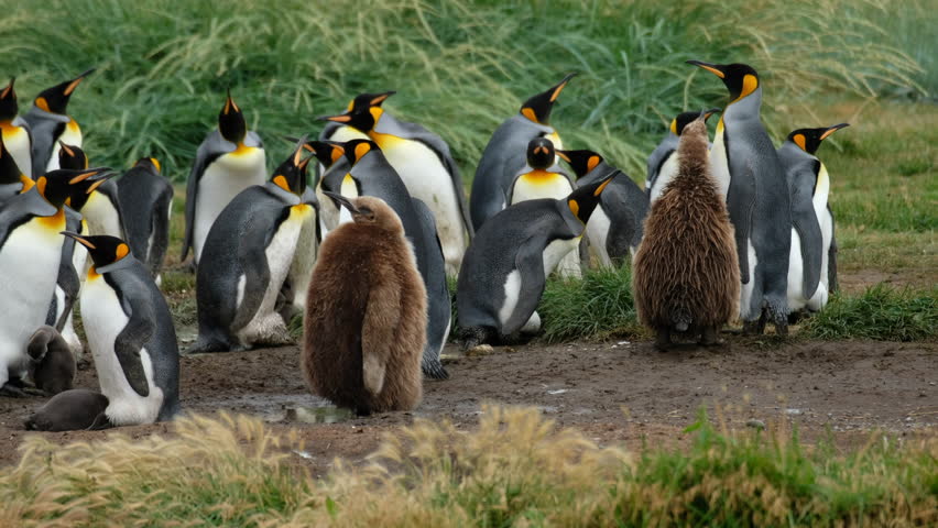 King Penguins image - Free stock photo - Public Domain photo - CC0 Images
