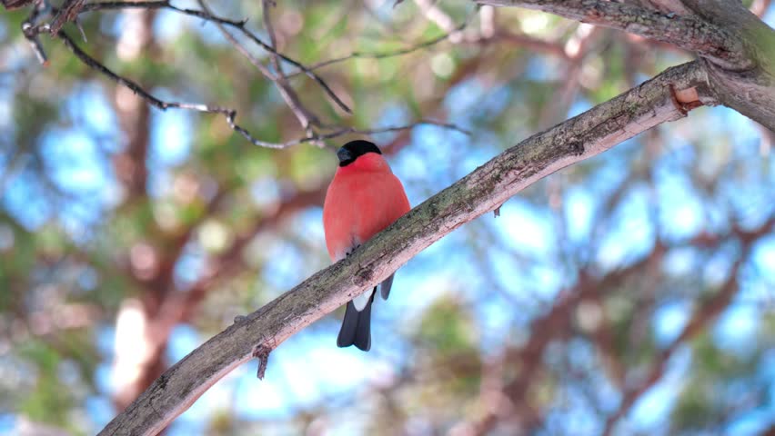 Small Birds on the tree branches image - Free stock photo - Public ...