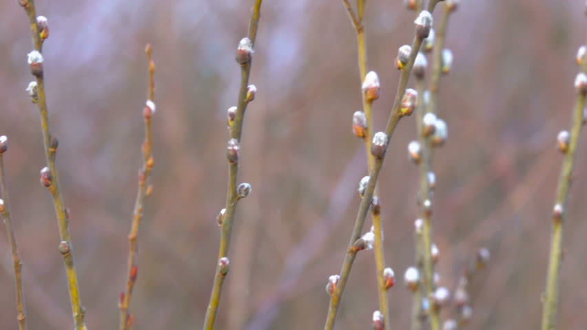 Spring Willow in Bloom image - Free stock photo - Public Domain photo ...