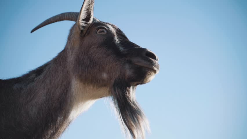 Goats Head On Blue Background Stock Footage Video (100% Royalty-free ...