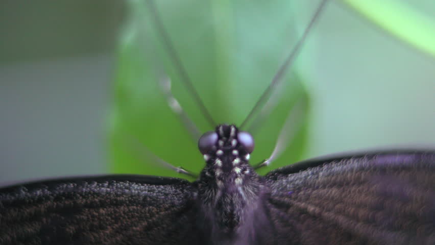 Close-up of black butterfly head image - Free stock photo - Public ...