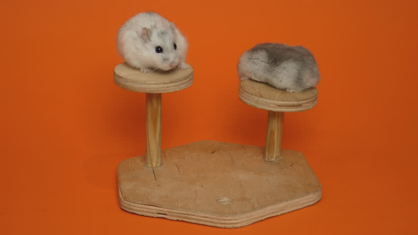 Hamster Standing Up image - Free stock photo - Public Domain photo ...