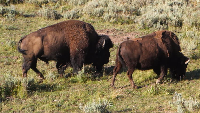 Buffalo grazing in the grass image - Free stock photo - Public Domain ...