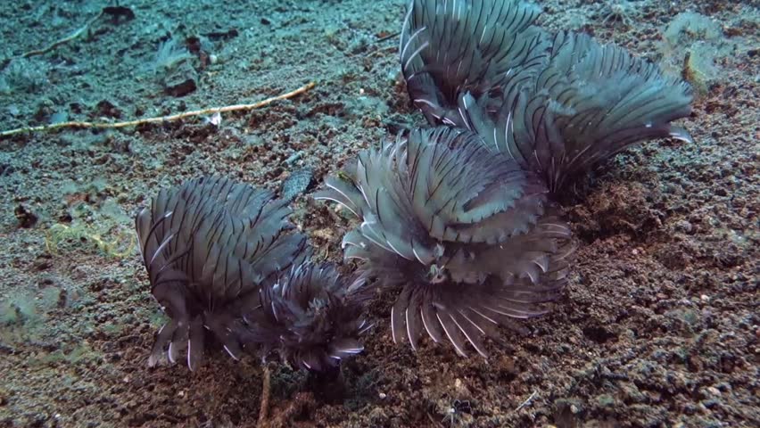 Feather Duster Stock Video Footage - 4K and HD Video Clips | Shutterstock