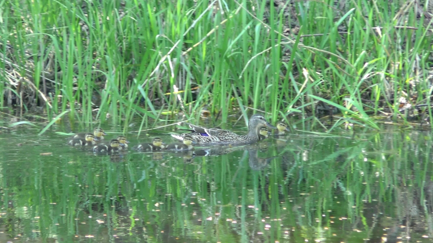 Duckling swimming through the water image - Free stock photo - Public ...