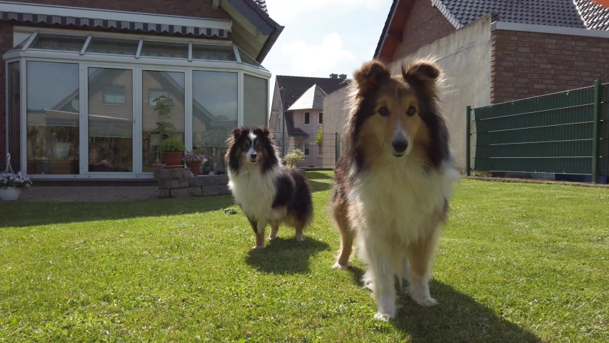 Two pet dogs in the garden image - Free stock photo - Public Domain ...