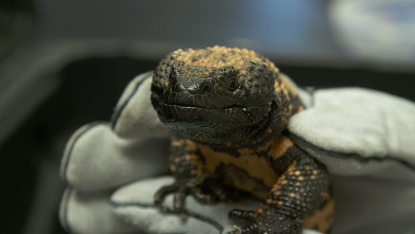 Gila Monster image - Free stock photo - Public Domain photo - CC0 Images