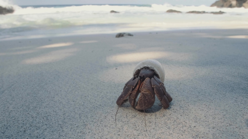 Hermit Crab in Shell image - Free stock photo - Public Domain photo ...