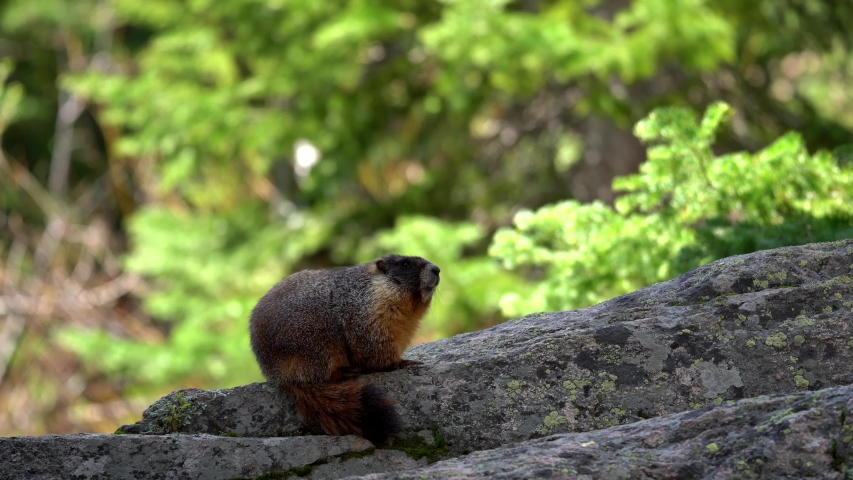Marmot at Rocky Mountains National Park, Colorado image - Free stock ...