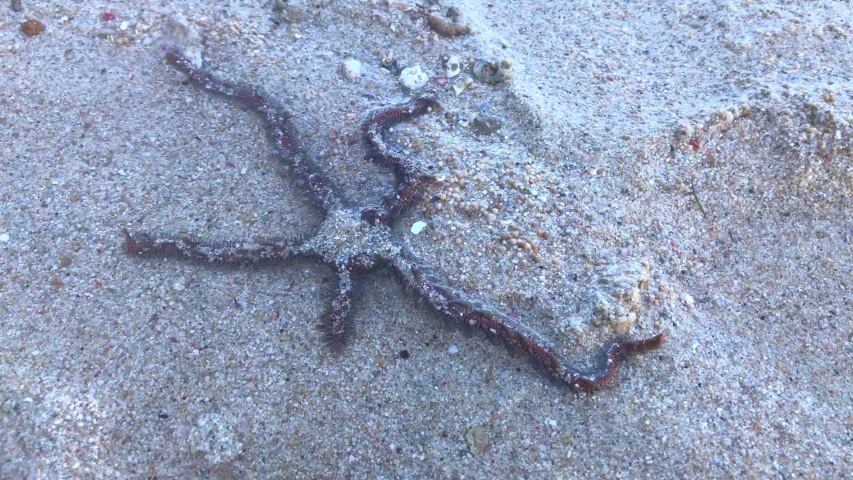 Green Starfish in the ocean image - Free stock photo - Public Domain ...