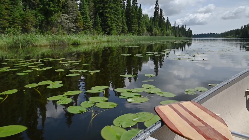 Landscape with reeds with pond and Lily Pads image - Free stock photo ...