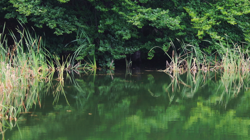 Peaceful Pond Landscape in Green Mountain National Forest image - Free ...