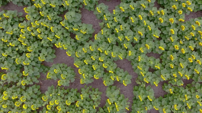 Yellow flower fields in Ukraine image - Free stock photo - Public ...