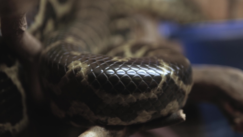 Burmese Python image - Free stock photo - Public Domain photo - CC0 Images