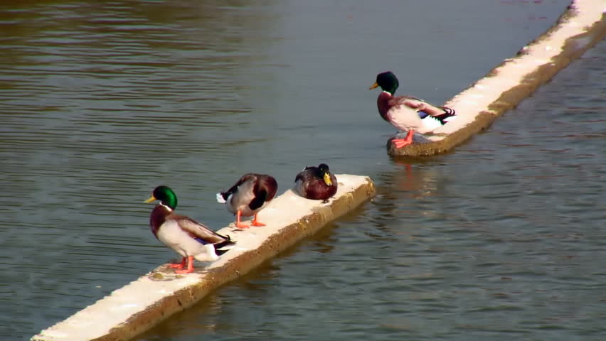 Ducks Fighting On Creeks Edge Jumping In Water In Slow Motion Stock ...