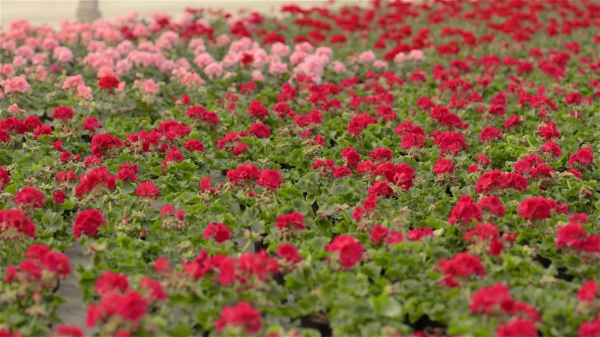 Geranium image - Free stock photo - Public Domain photo - CC0 Images