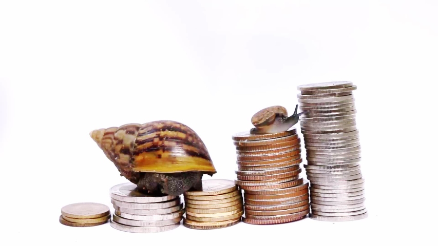 A large snail image - Free stock photo - Public Domain photo - CC0 Images