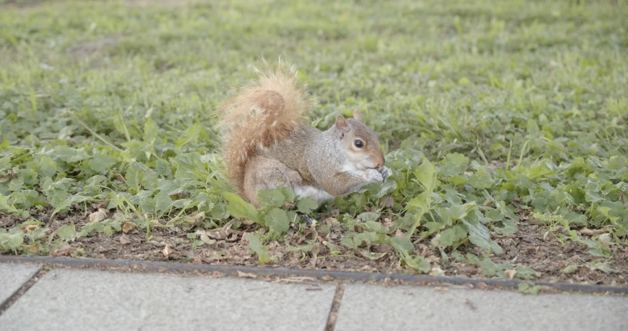 Grey Squirrel in Tree image - Free stock photo - Public Domain photo ...