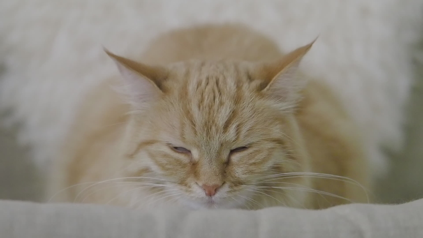 Cat sleeping on a chair image - Free stock photo - Public Domain photo ...