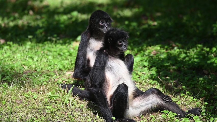 Colobus image - Free stock photo - Public Domain photo - CC0 Images