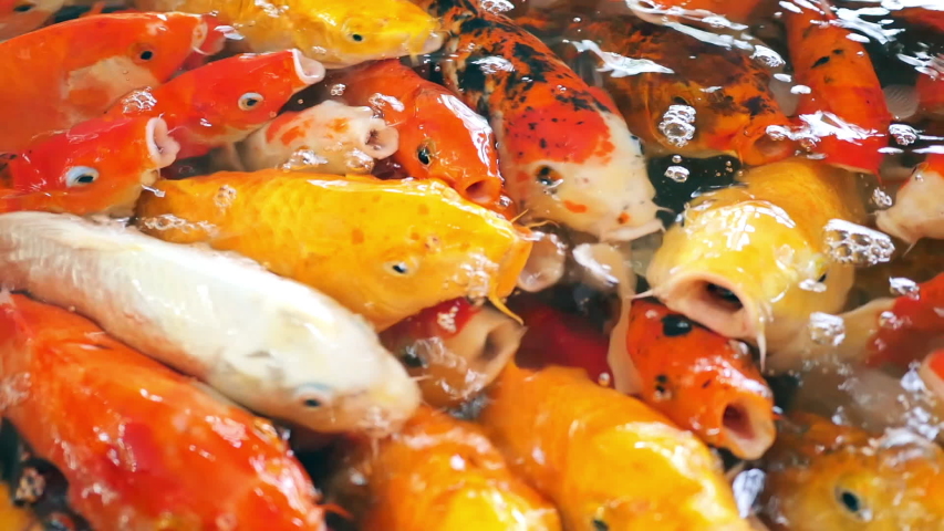 Close-up of Koi Fish image - Free stock photo - Public Domain photo ...