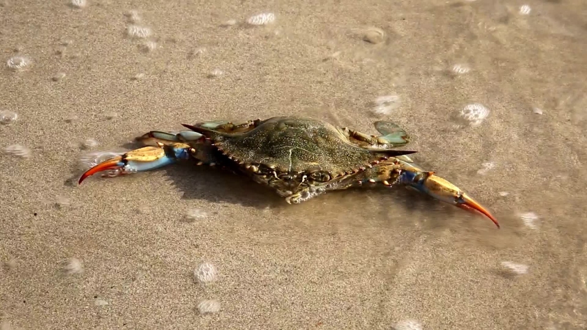 Blue Crab on Sandy Beach image - Free stock photo - Public Domain photo ...