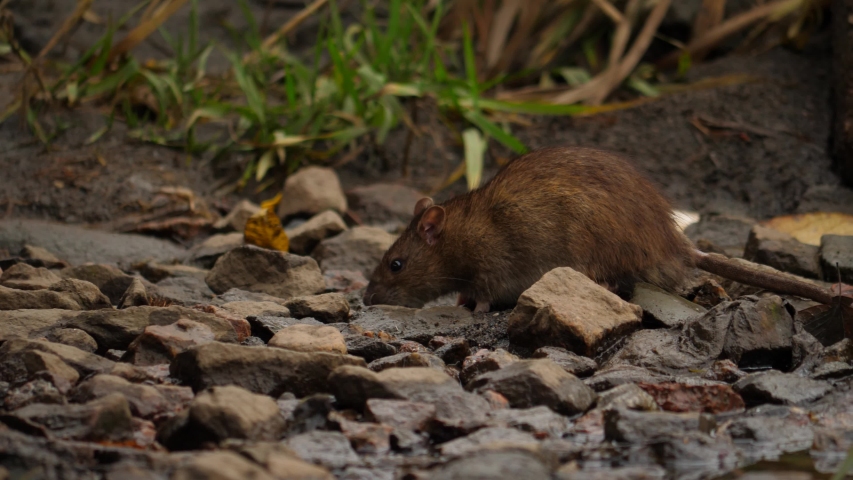 Rat eating food image - Free stock photo - Public Domain photo - CC0 Images