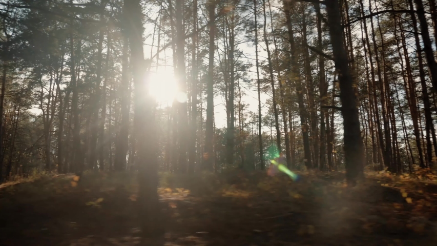 Forest Path with light shining through image - Free stock photo ...