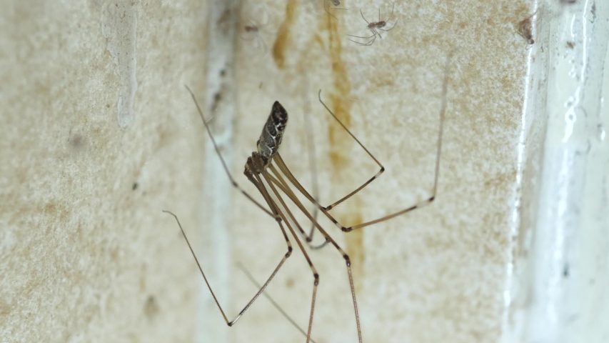 Daddy Long-legs image - Free stock photo - Public Domain photo - CC0 Images
