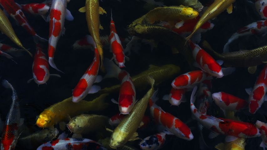 Colored Koi fish in Pond image - Free stock photo - Public Domain photo ...