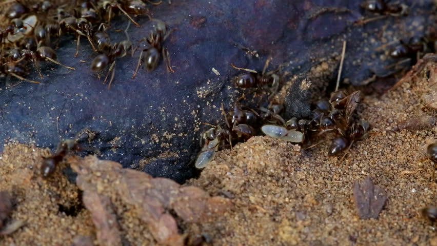 Video stock a tema Ants Building Colony and Carrying (100% royalty free ...