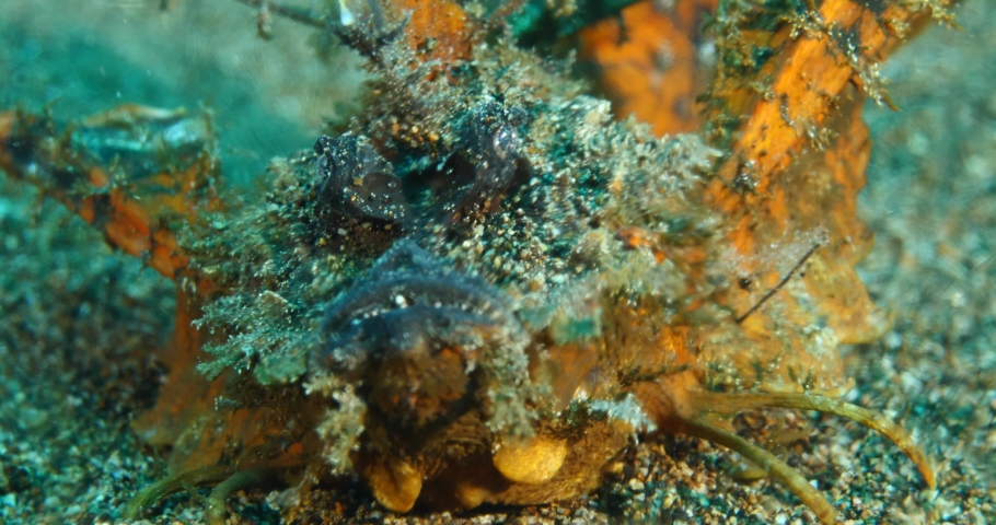 Scorpionfish image - Free stock photo - Public Domain photo - CC0 Images