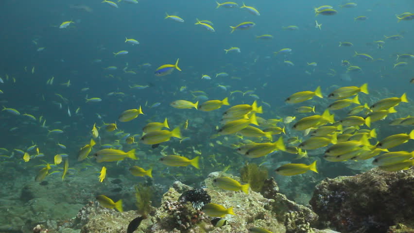 Colorful Underwater Tropical Banner Fish In The Red Sea Stock Footage ...