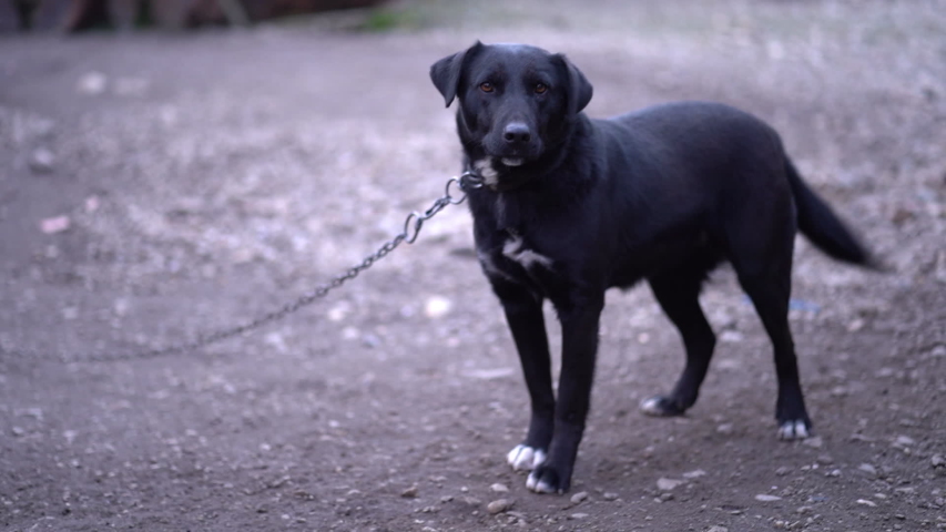 Dog on a Chain Leash image - Free stock photo - Public Domain photo ...