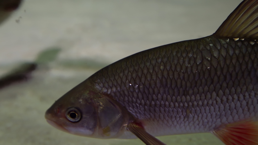 European Chub - Squalius cephalus image - Free stock photo - Public ...