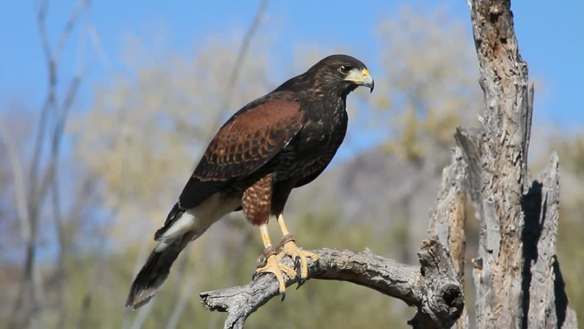 Harris Hawk, Perched On Dead Stok Video (%100 Telifsiz) 1046275 ...