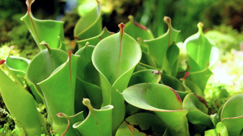 Pitcher plant closeup image - Free stock photo - Public Domain photo ...