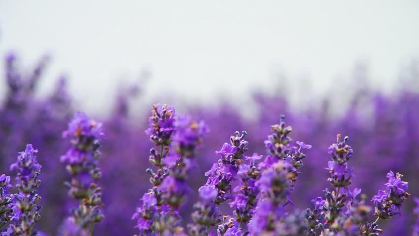 Closeup Of Lavender Plants In A Field At Sunset Stock Footage Video ...