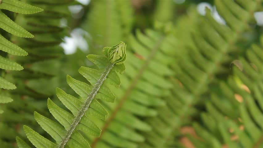 Tuber Ladder Fern, Nephrolepis Cordifolia, Erect Sword Fern, Narrow ...