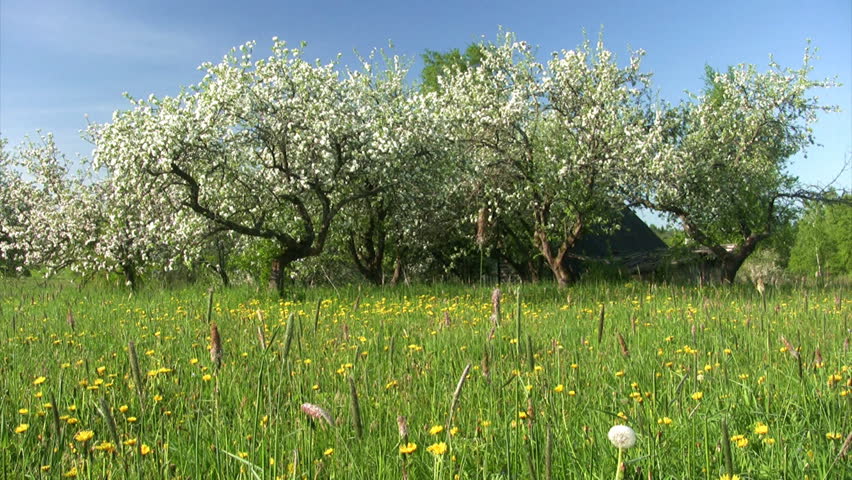 Countryside Landscape. Apple-tree Spring Garden Stock Footage Video ...