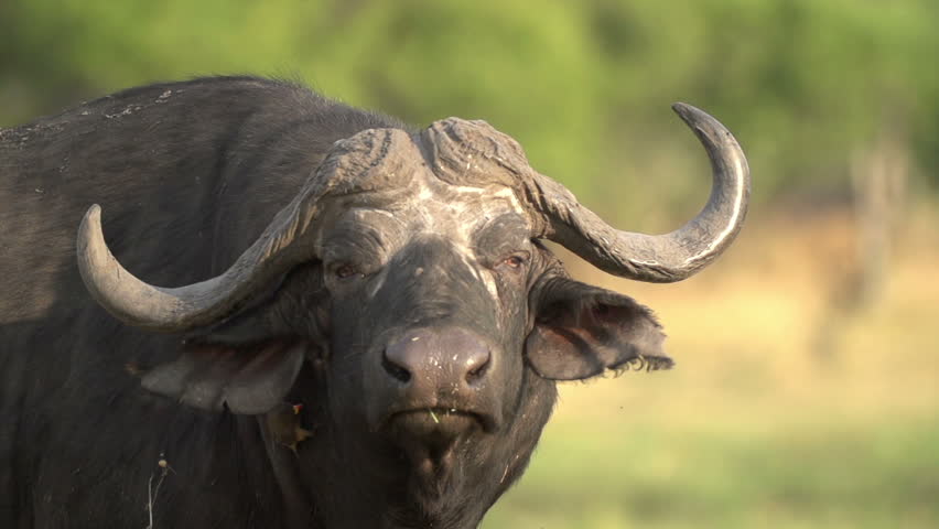 Buffalo With Ox-pecker In It's Ear Stock Footage Video 1706770 ...