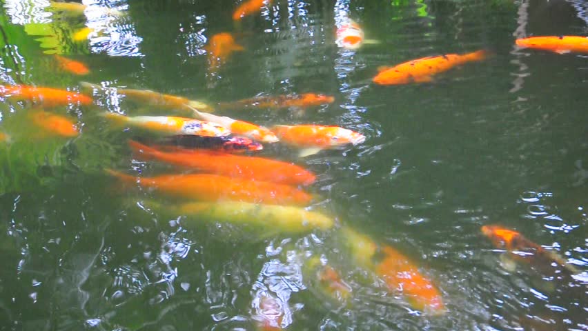 Koi Fish Pond Overhead View (HD). Several Beautiful Koi Fish Seen From ...