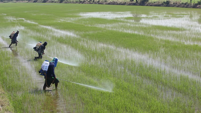 Farmer Spraying Pesticide in Paddy Stock Footage Video (100% Royalty ...