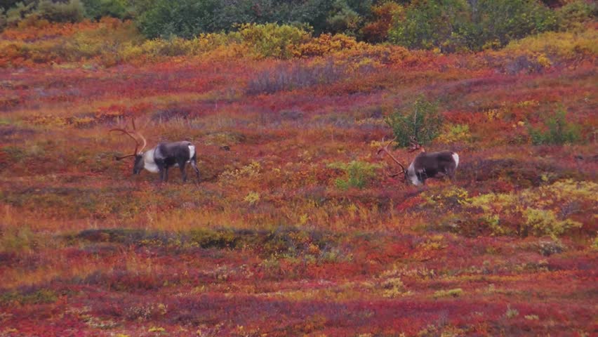 In Late August Fall Color Stock Footage Video (100% Royalty-free ...