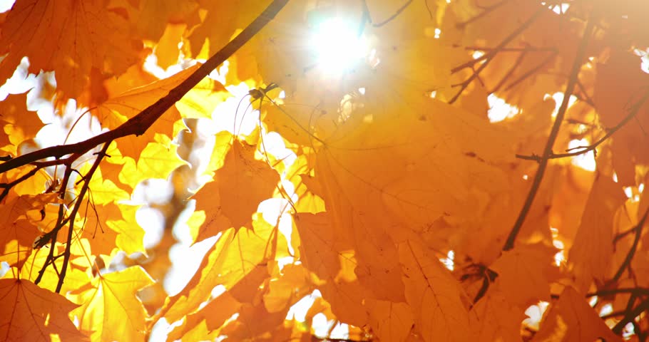 Sun Shining Through Fall Leaves Blowing In Breeze, Going Out Of Focus ...