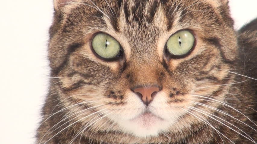 Tabby Cat Face
