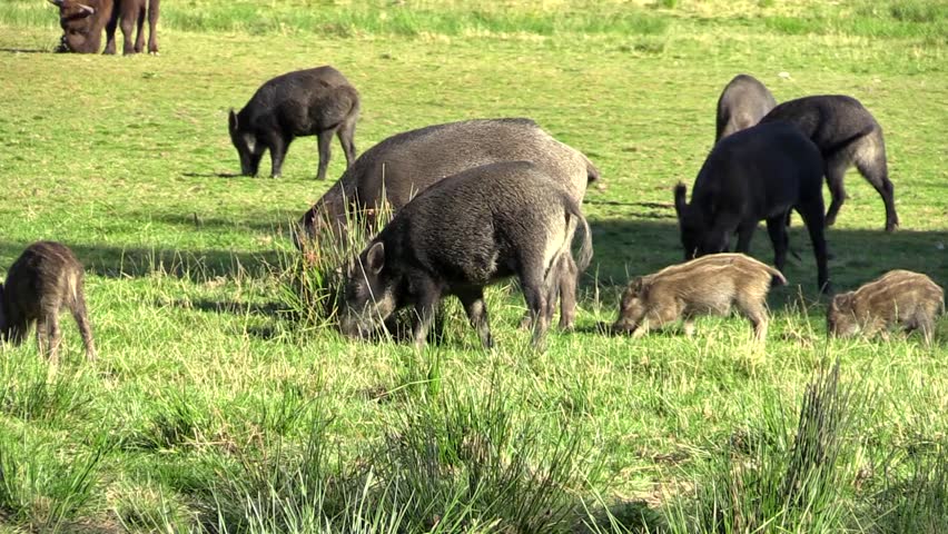 Grazing Group of Wild Boar Stock Footage Video (100% Royalty-free ...
