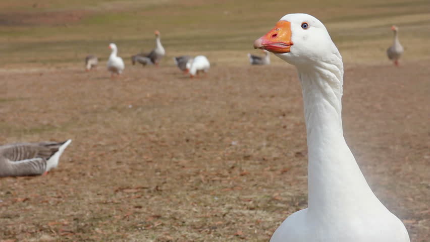 Closeup of White Goose - Stock Footage Video (100% Royalty-free ...