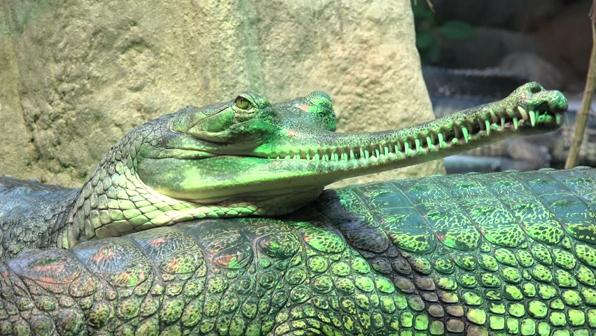 Long Snouted Gharial image - Free stock photo - Public Domain photo ...