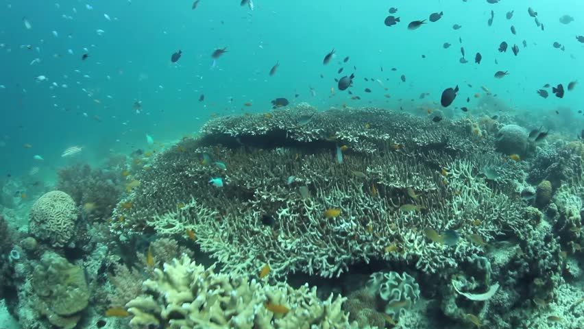 Small Reef Fish Swarm Over Stock Footage Video (100% Royalty-free ...